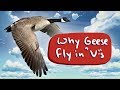 Why Geese Fly in V Shapes 6th - 8th Grade Video | Quizizz