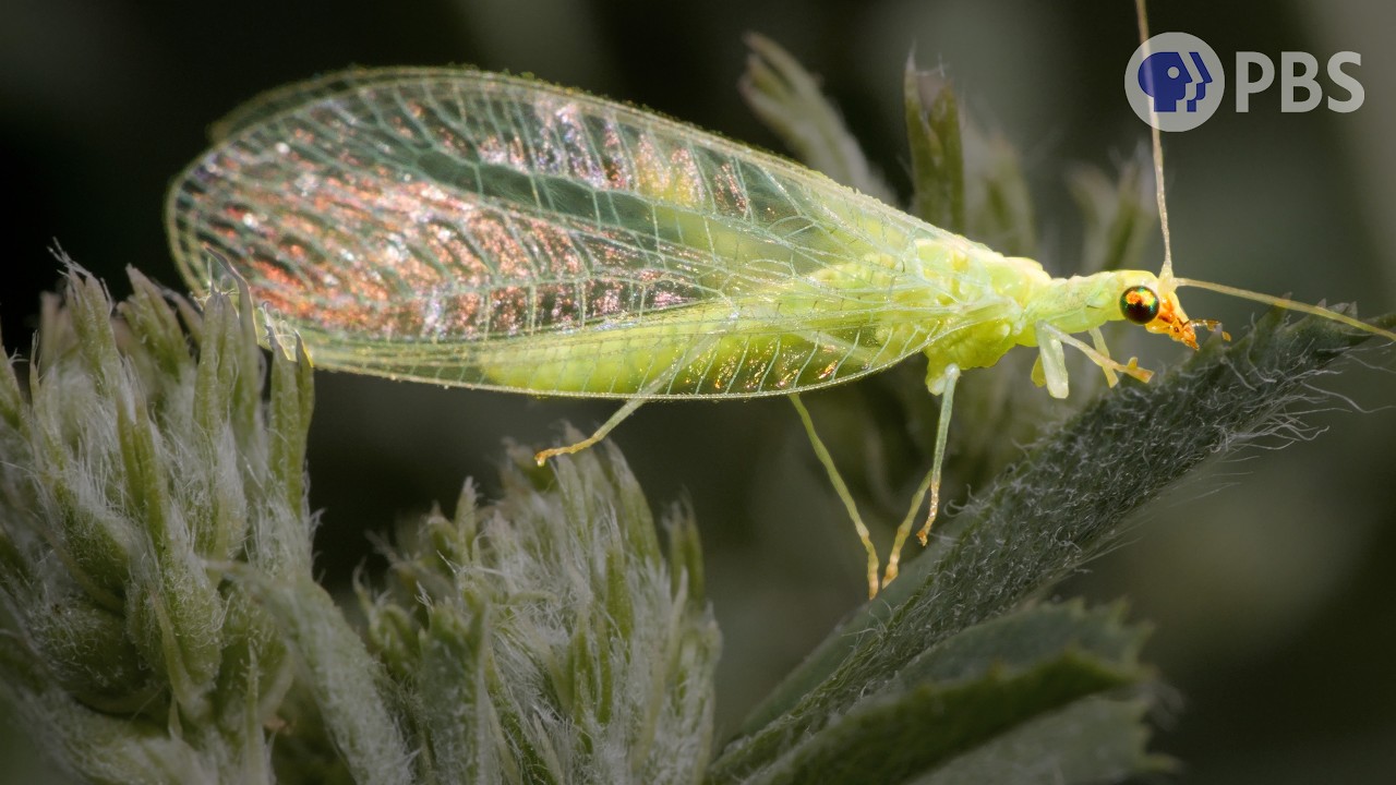Lacewing LOVE is Noisier Than You Think - Deep Look