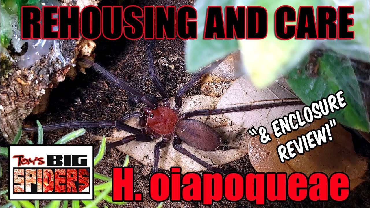 Tom's Big Spiders - Tarantulas and Inverts - H. oiapoqueae "French ...
