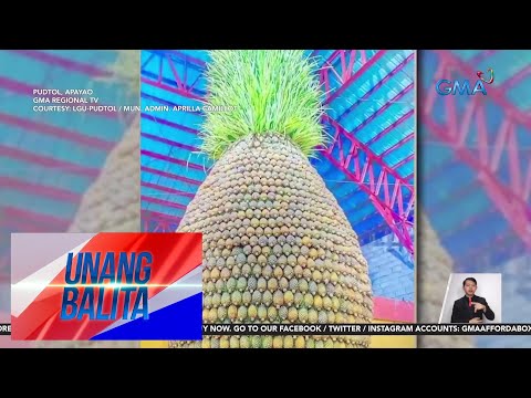 Mala-higanteng pinya, bida sa 9th Pinya Festival | Videos | GMA News Online