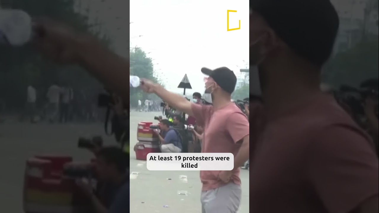 How the Pistol Shrimp Fires Bullets Made of Bubble - One Minute Explore