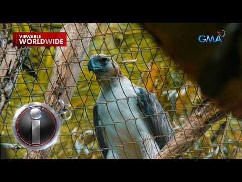 Ang ibon sa likod ng isang libong piso, kilalanin | I-Witness | Videos ...