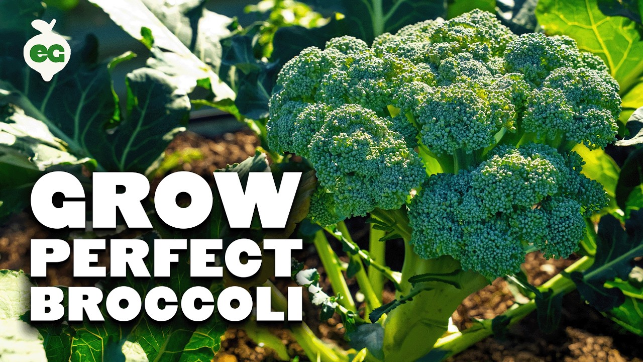 Growing Broccoli, From Seed to Harvest