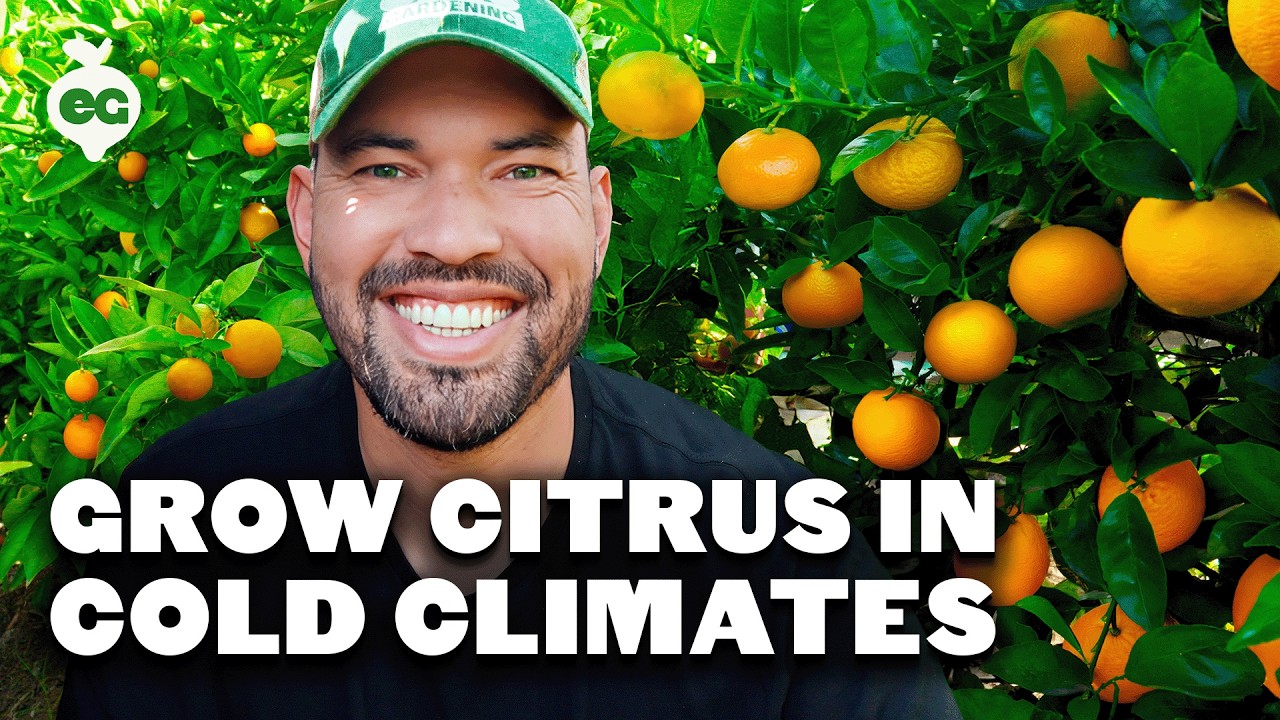 9 Citrus Trees That THRIVE in Cold Climates