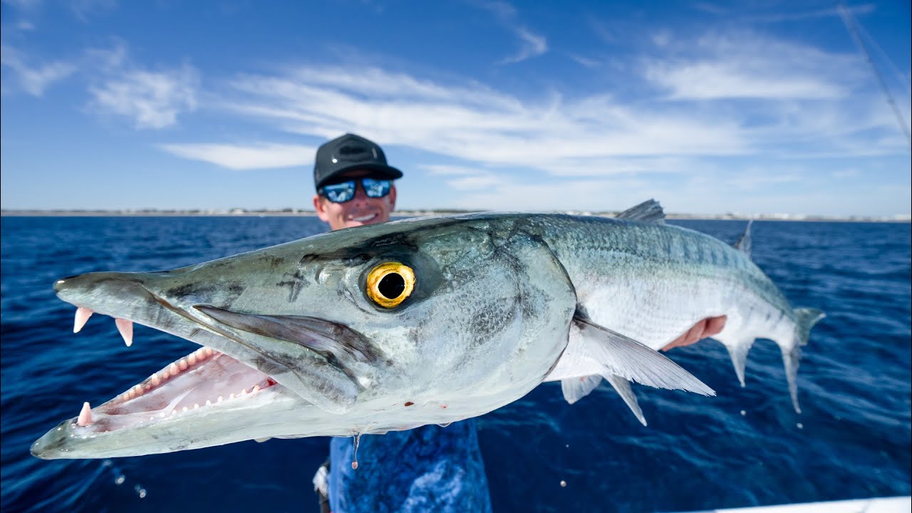 BEWARE of this TOXIC Fish. Catch Clean Cook (GIANT Barracuda)