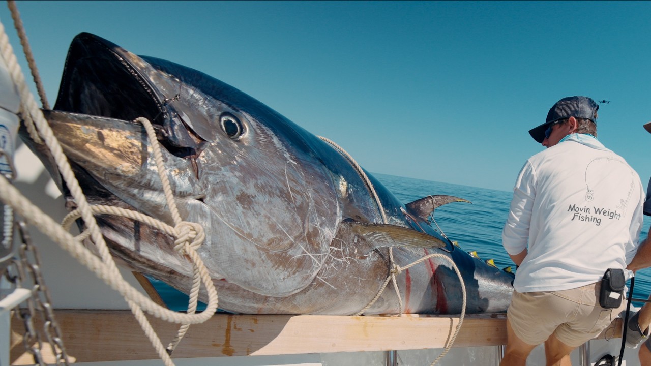 MASSIVE 10ft Tuna. We Broke a Record! (Commercial Bluefin Tuna Fishing)