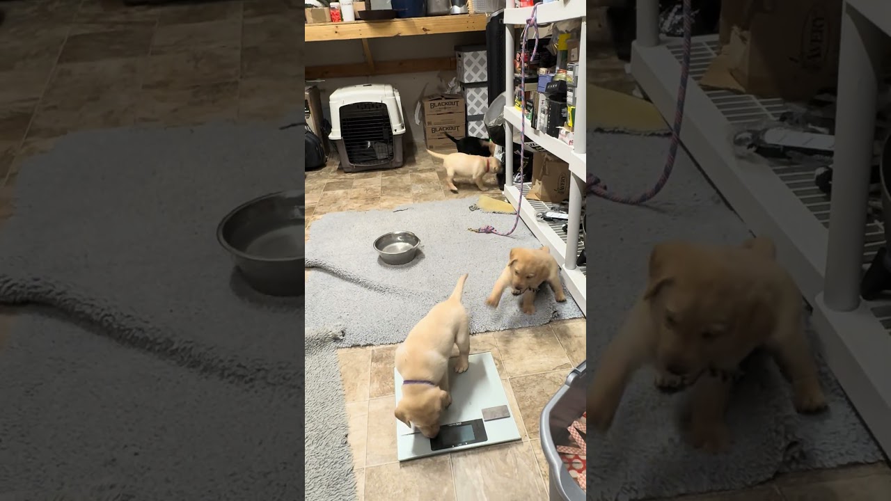 Texas Duck Dogs - Dove & Duck Dog Training