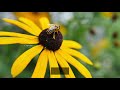 Revive a Bee - Help Save Tired Thirsty Bees | Indiegogo