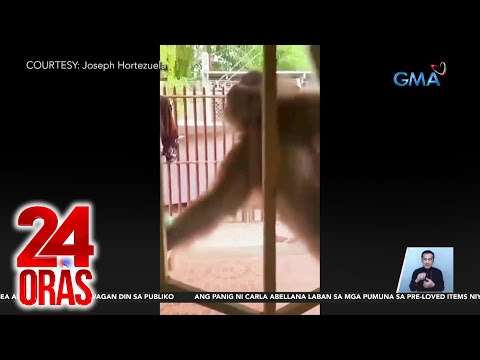 24 Oras Part 3: Bahay na pinasok ng unggoy; paglilinaw ni PBBM sa ...
