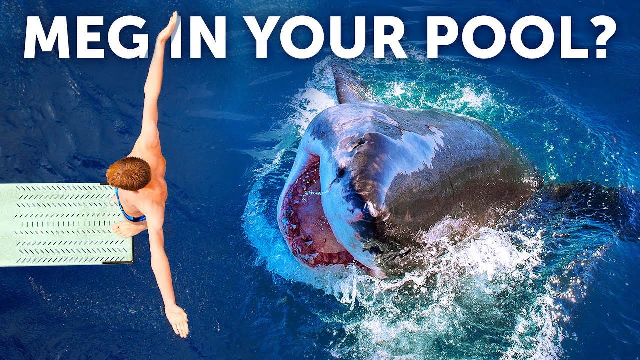 What If Megalodon Was in Your Pool and You Slipped In