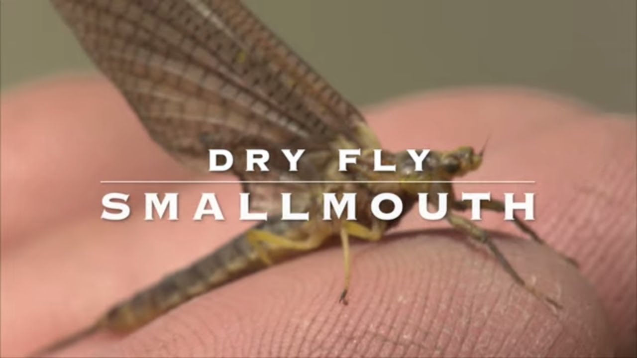 Dry Fly Smallmouth Bass - Hexagenia Mayflies - The New Fly Fisher