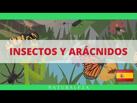 INSECTOS Y ARÁCNIDOS - Invertebrados - Clasificación de los seres vivos ...