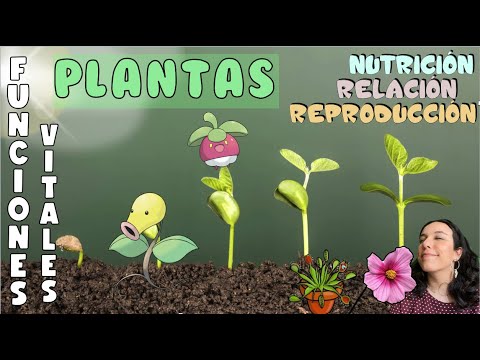 Las funciones vitales de las plantas - Funciones vitales - Las plantas ...