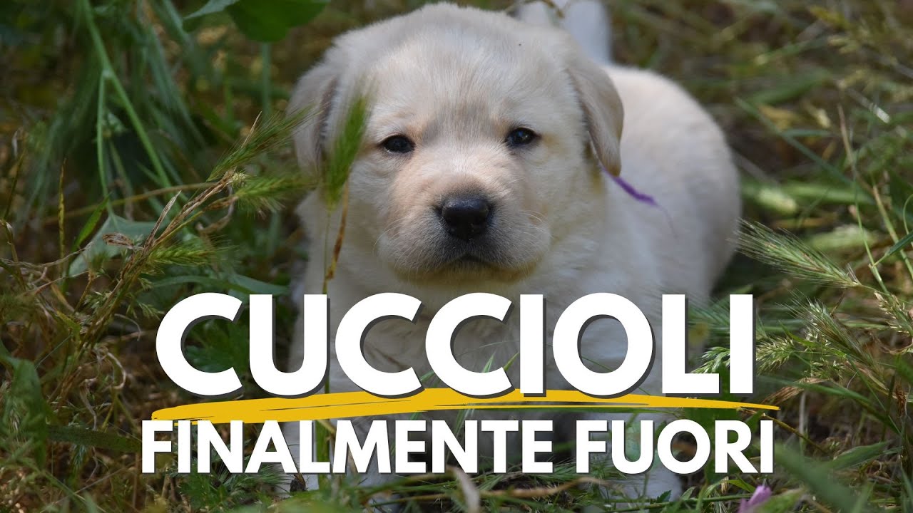 DOG-CAFE Academy – La scuola online per imparare la lingua del tuo cane.