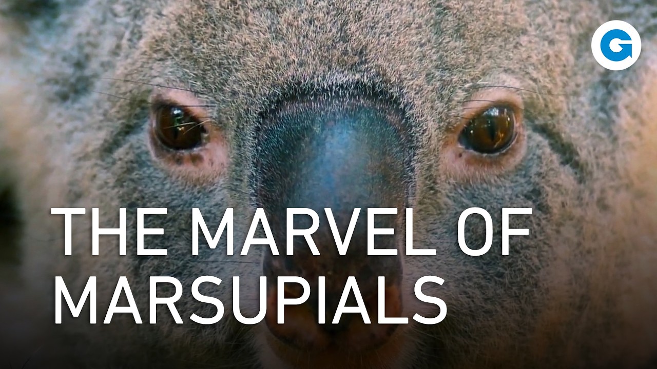 Adorable & Wild: Marsupials Like You’ve Never Seen Before - Full ...