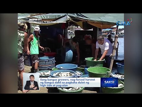 Ilang bangus growers sa Dagupan City nag-forced harvest dahil sa pagbaha dulot ng high tide at ...