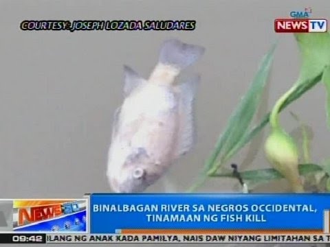 Binalbagan River sa Negros Occidental, tinamaan ng fish kill | Videos ...