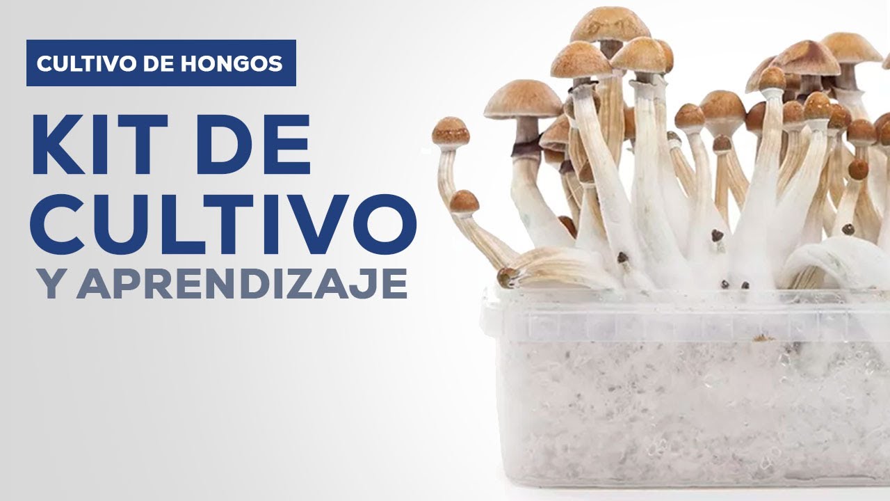 Videotutoriales sobre Cultivo de Hongos - Notsi - Micofinca