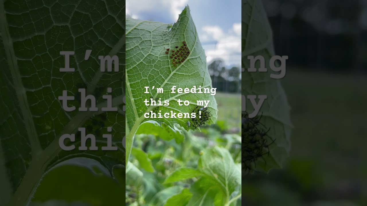 Maximize Your Tomato Harvest: Steer Clear of These 5 Mistakes | AT ...