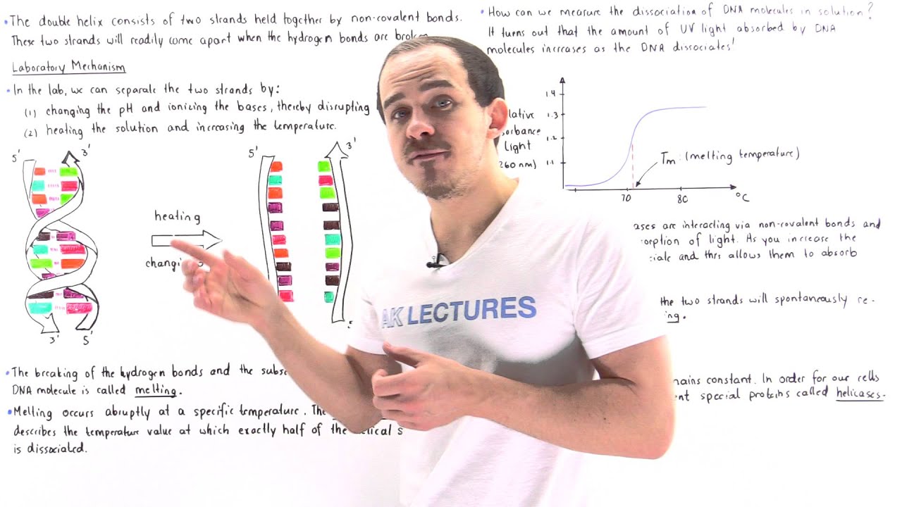 Melting and Annealing of DNA