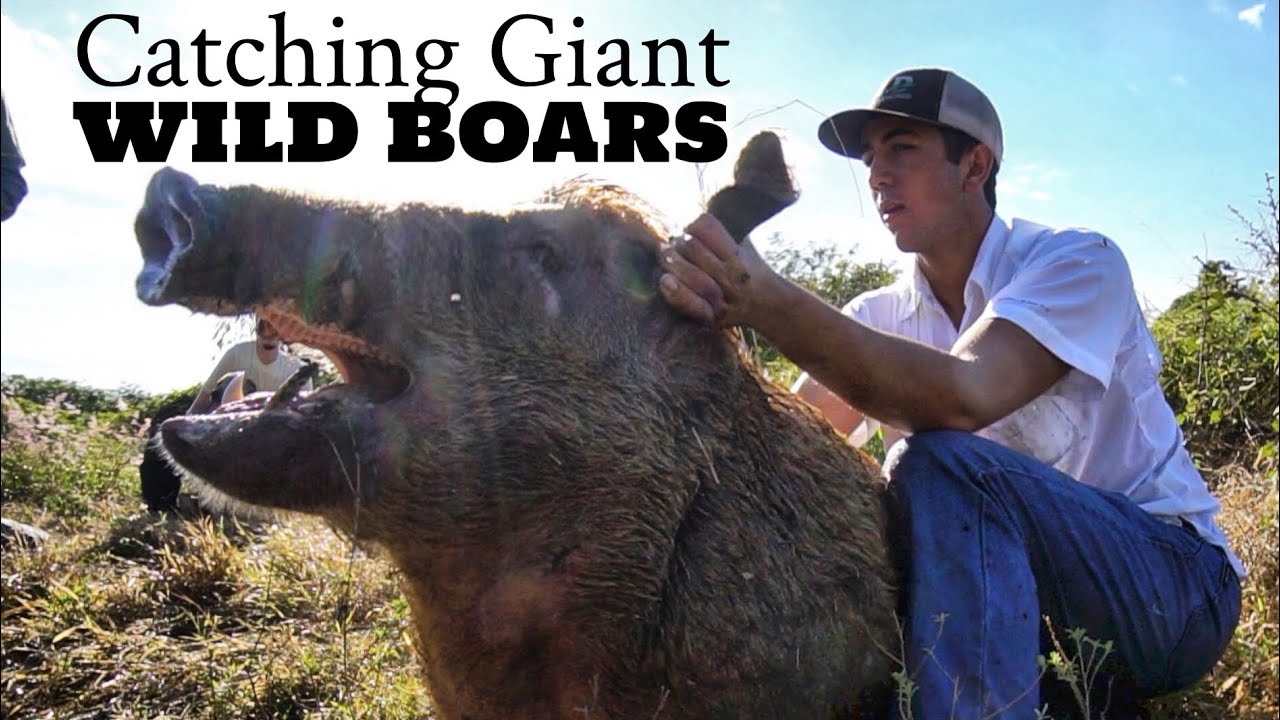Catching Wild Boars in the Swamp!