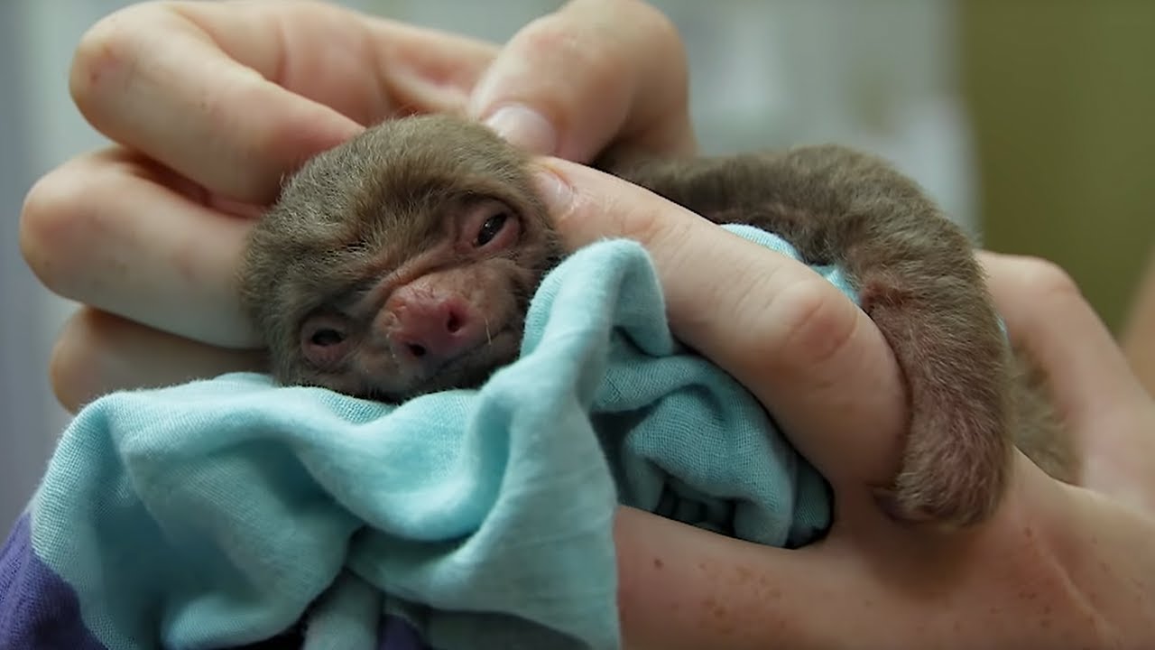 Tiny orphan baby sloth rescued BBC Earth