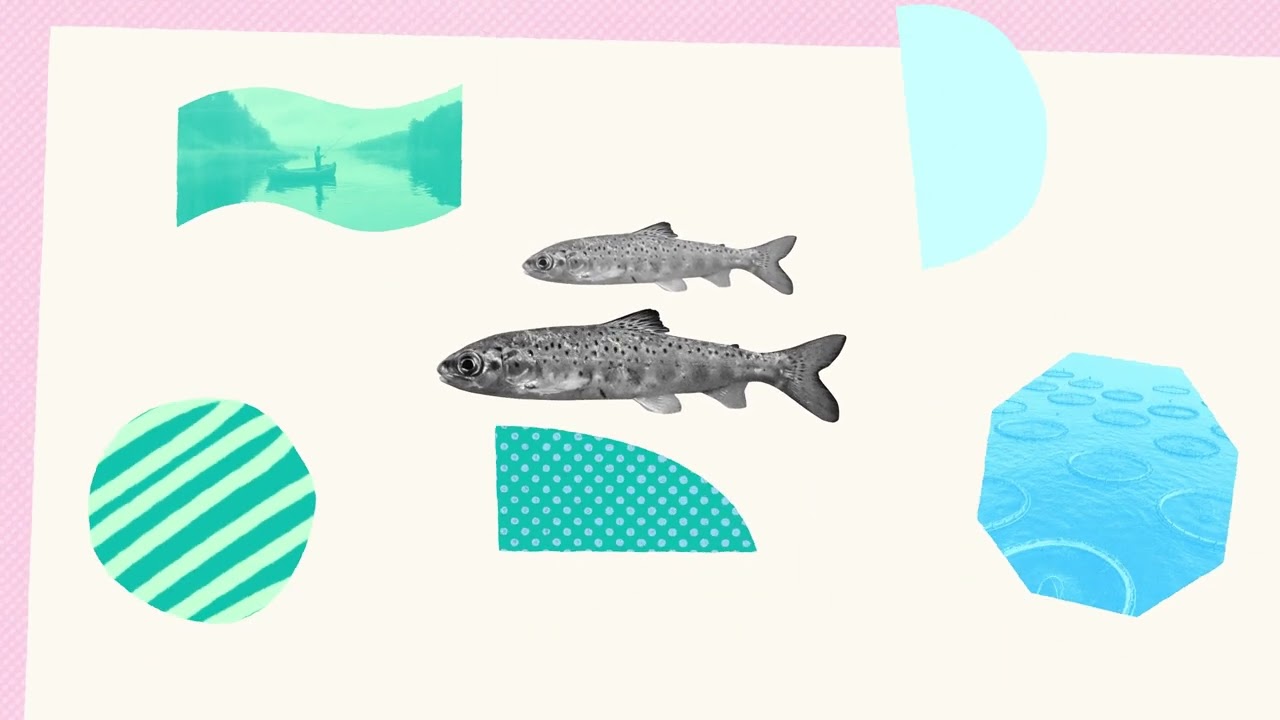 Videoer - Salmon Tracking 2030