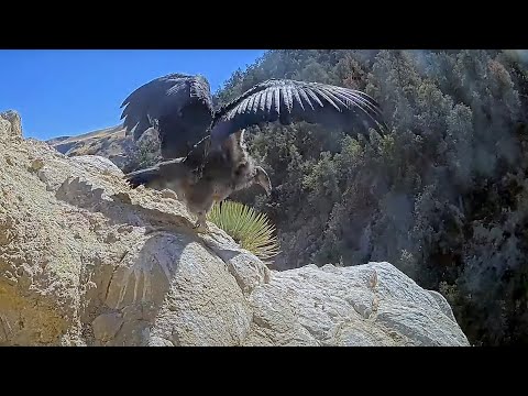 California Condors | Cornell Lab Bird Cams