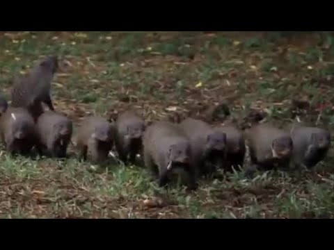 The Battle for Uptown Banded Brothers (The Mongoose Mob) BBC