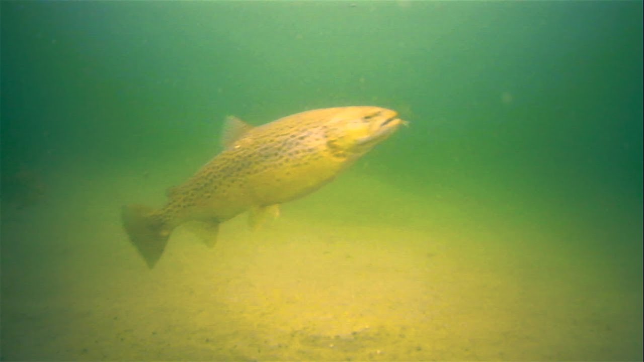 3 PB's in 15 Minutes! (Insane Underwater Trout Footage) - Jay Siemens