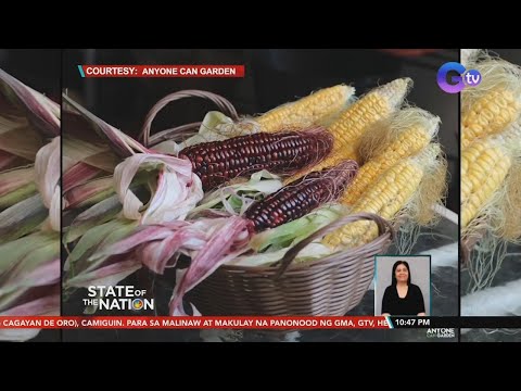 Mais, kangkong at iba pang gulay, tanim ng isang plantita sa balkonahe ...