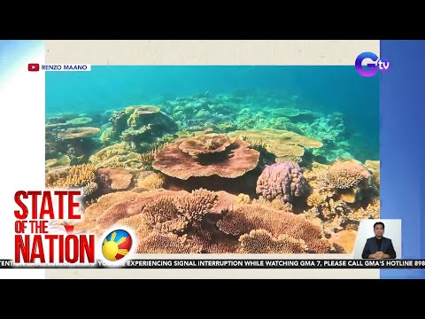 Diving sa Apo Reef na 2nd largest coral reef sa mundo | Videos | GMA ...