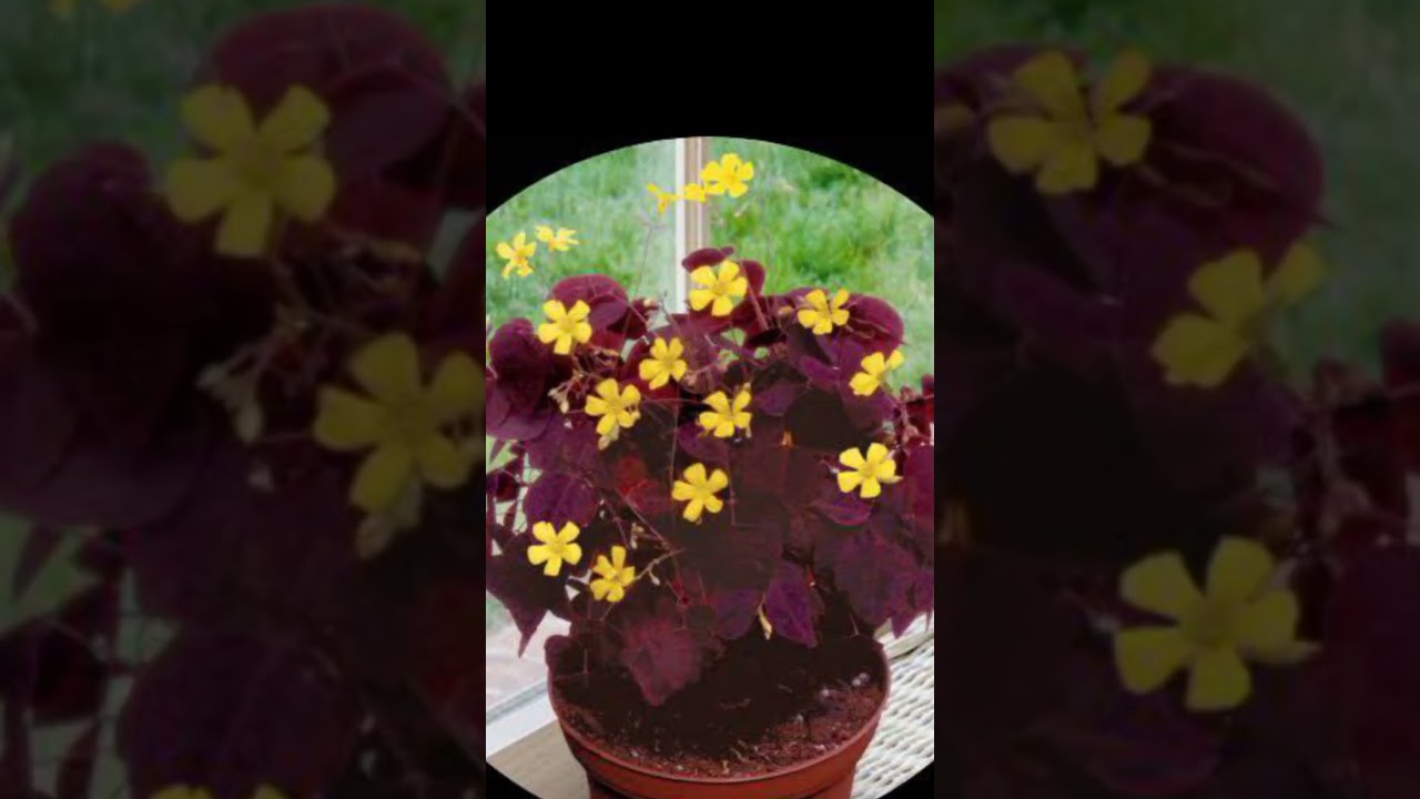 Youtube – Ivy Paradise Plants / Online Plants & Organic Shop