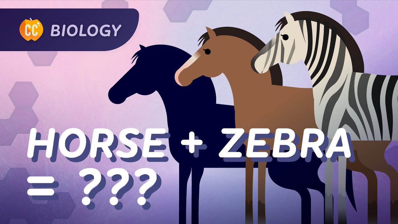 Where Do Species Come From? (Speciation): Crash Course Biology #15