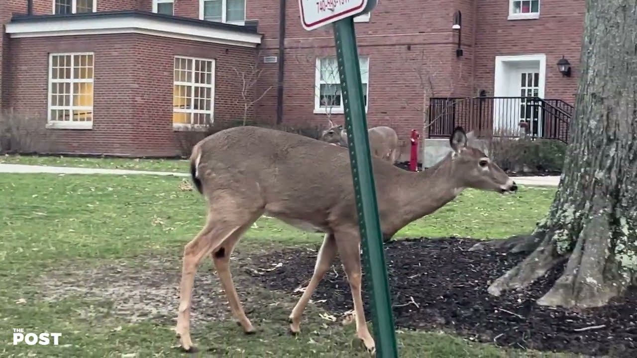 The Deer of Ohio University - The Post