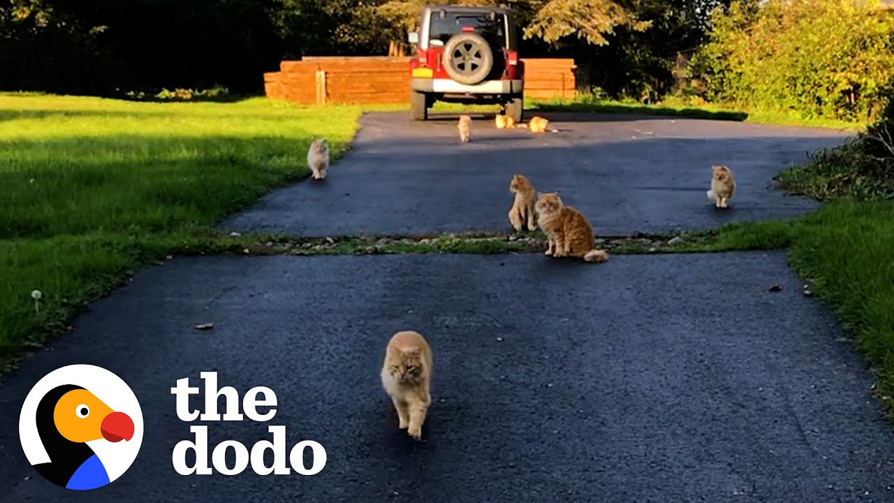 Couple Buys A Farmhouse That Came With 16 Cats Heroes