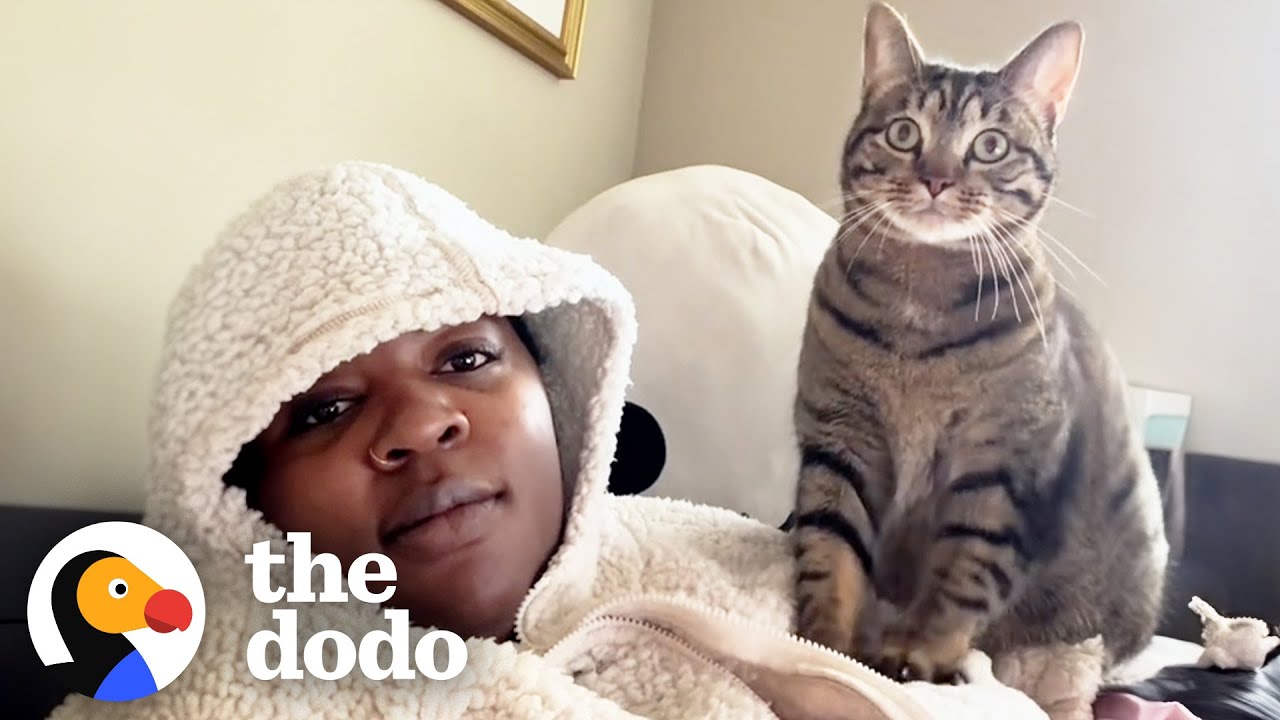 Meet The World's Clingiest Cat - The Dodo