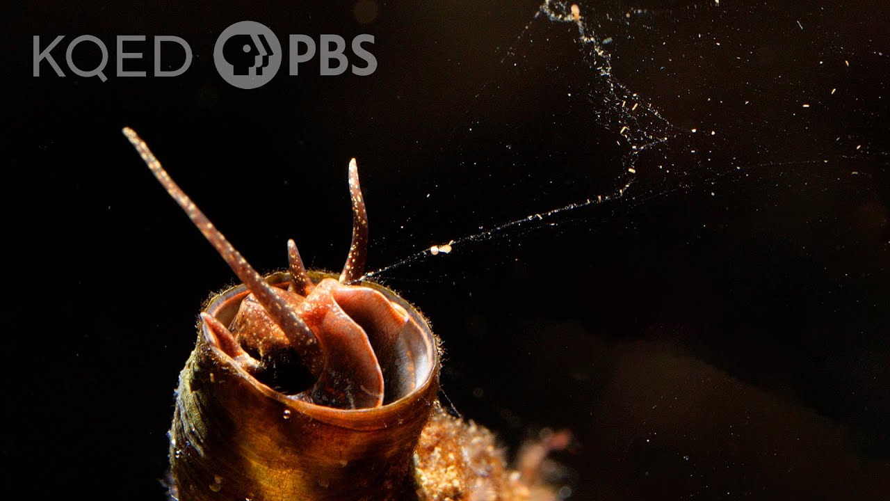 This Snail Goes Fishing With a Net Made of Slime