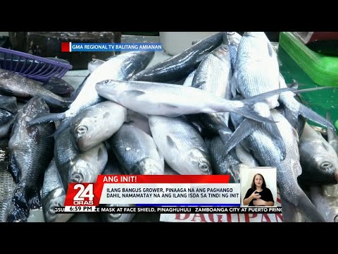 Ilang bangus grower, pinaaga na ang paghango dahil namamatay na ang ilang isda sa tindi ng init ...