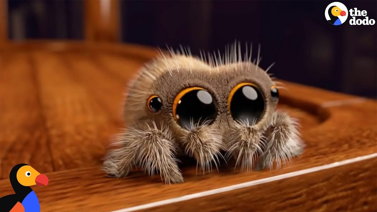 Lucas The Spider Creator Explains How He Makes People Fall In Love With ...