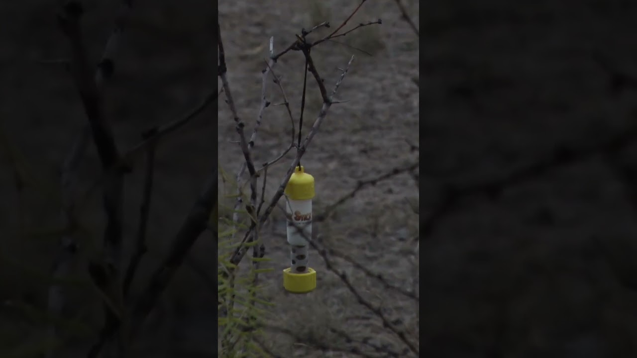 Ten Points! - Yamaha Whitetail Diaries