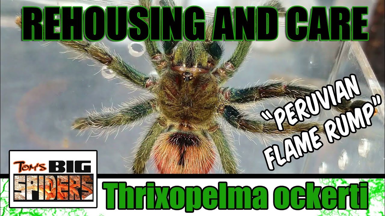 Tom's Big Spiders - Tarantulas and Inverts - Thrixopelma Ockerti ...