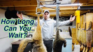 How long one wait to skin an animal? (video) - Trappers Report