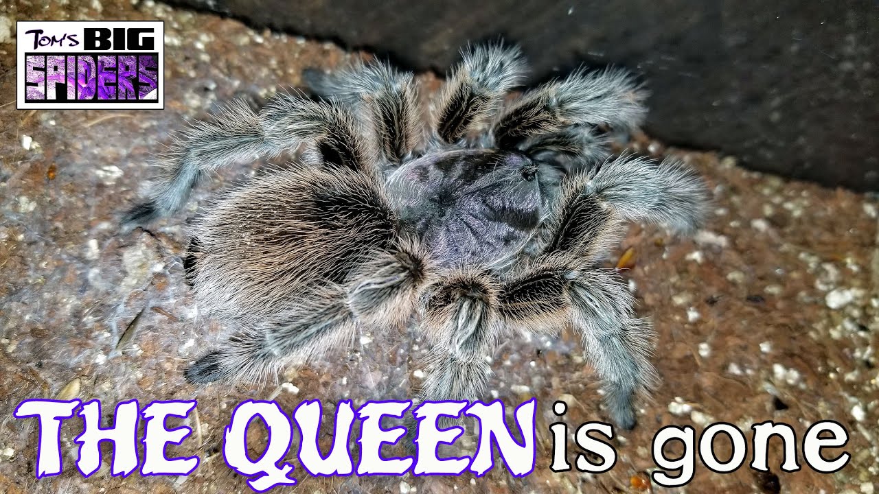 Tom's Big Spiders - Tarantulas and Inverts - The Queen Has Died (See ...