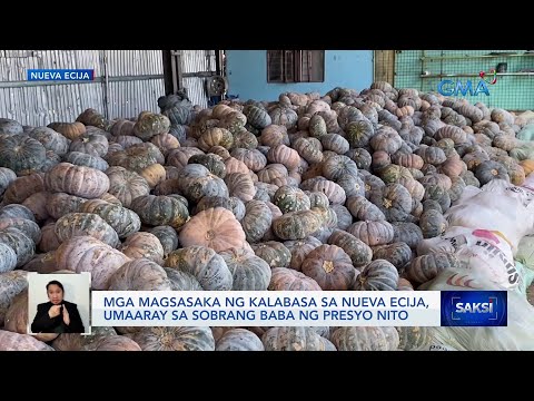 Mga magsasaka ng kalabasa sa Nueva Ecija, umaaray sa sobrang baba ng ...