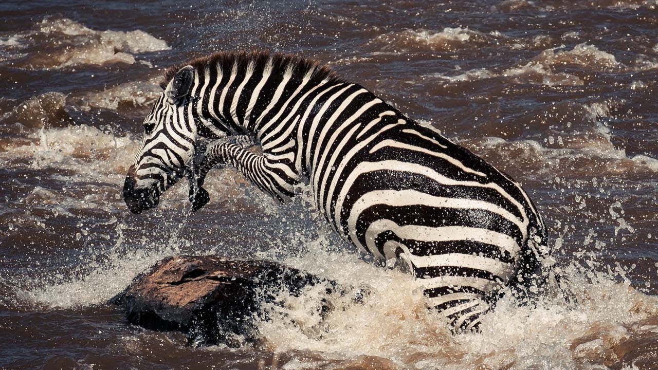 Young Zebra's Dangerous River Crossing Life Story BBC Earth
