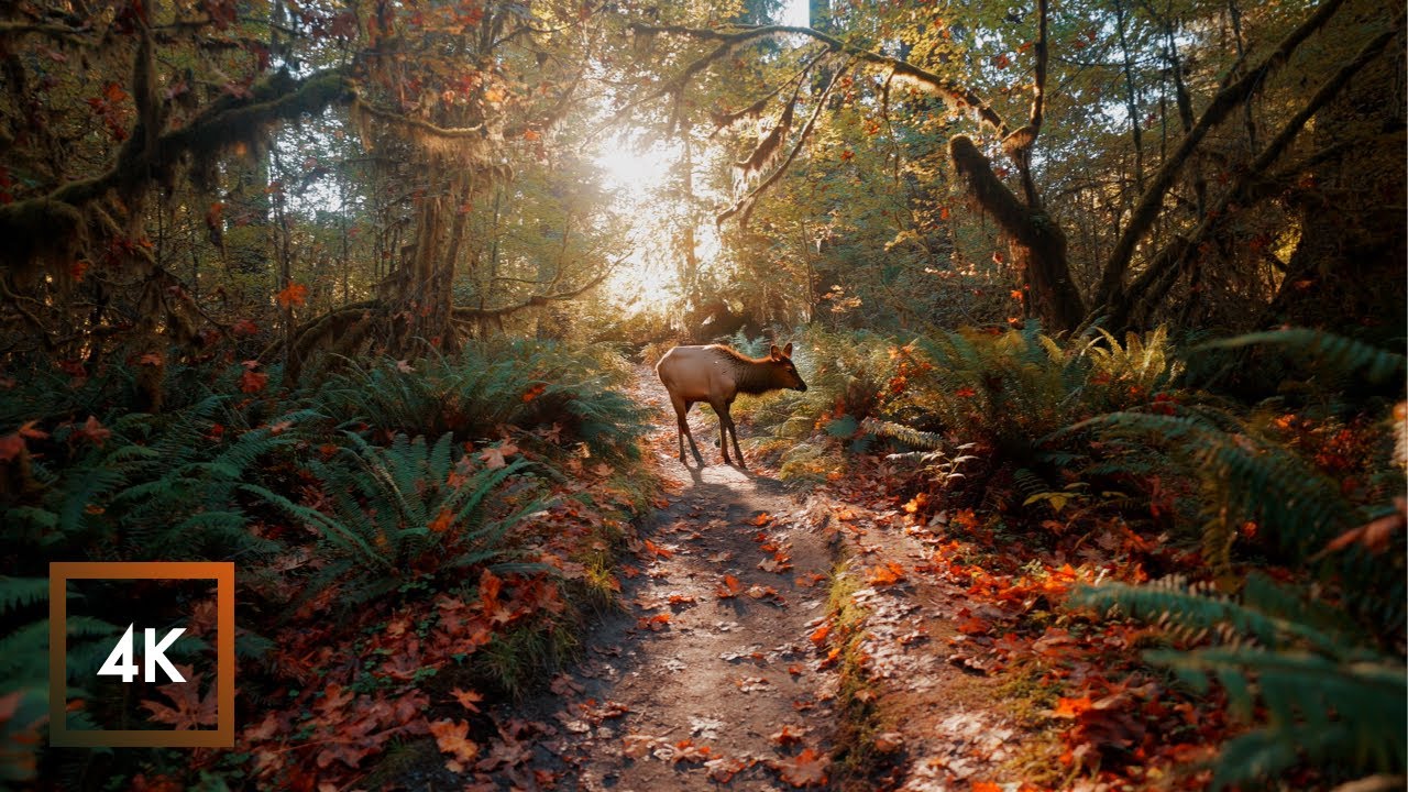 Hoh Rainforest - Relaxing Rainforest Walk in the Olympic Park, Nature ...