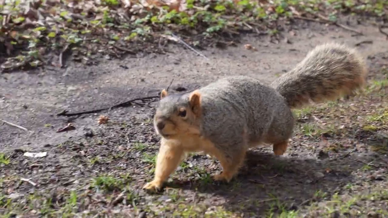 The bushy-tailed squirrels of East Lansing - The State News