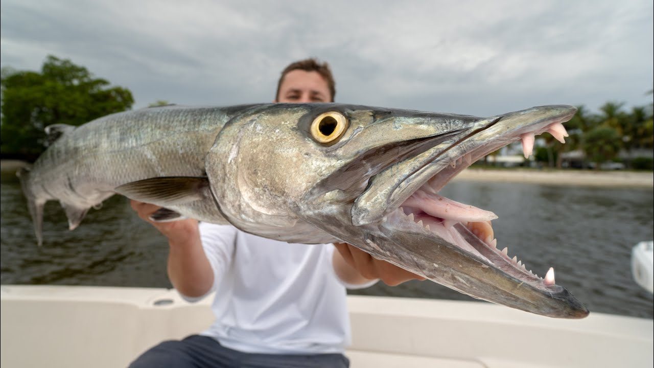 NOBODY Eats this Fish. Catch Clean Cook (Barracuda)