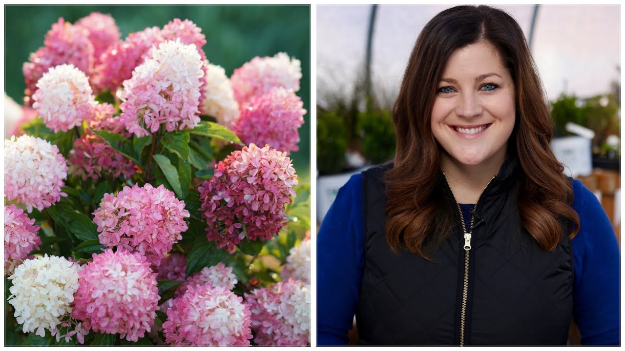 16 Hardy Hydrangea Varieties